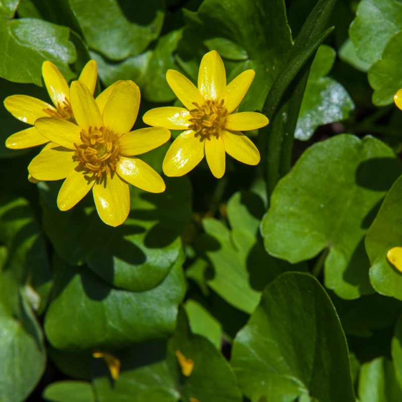 Katere strupene rastline rastejo na pašnikih?